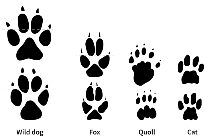 Wild dog management – National Wild Dog Action Plan